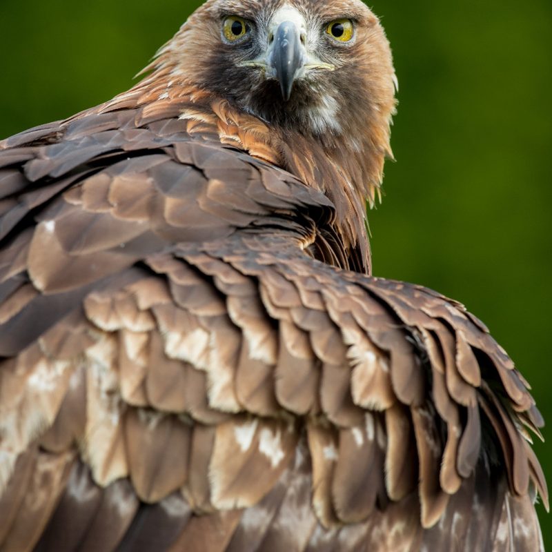 Boris Golden Eagle - Thirsk Birds of Prey Centre