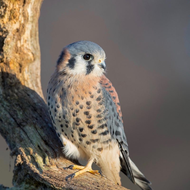 Viper American Kestrel - Thirsk Birds of Prey Centre